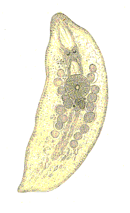 WoRMS - World Register of Marine Species