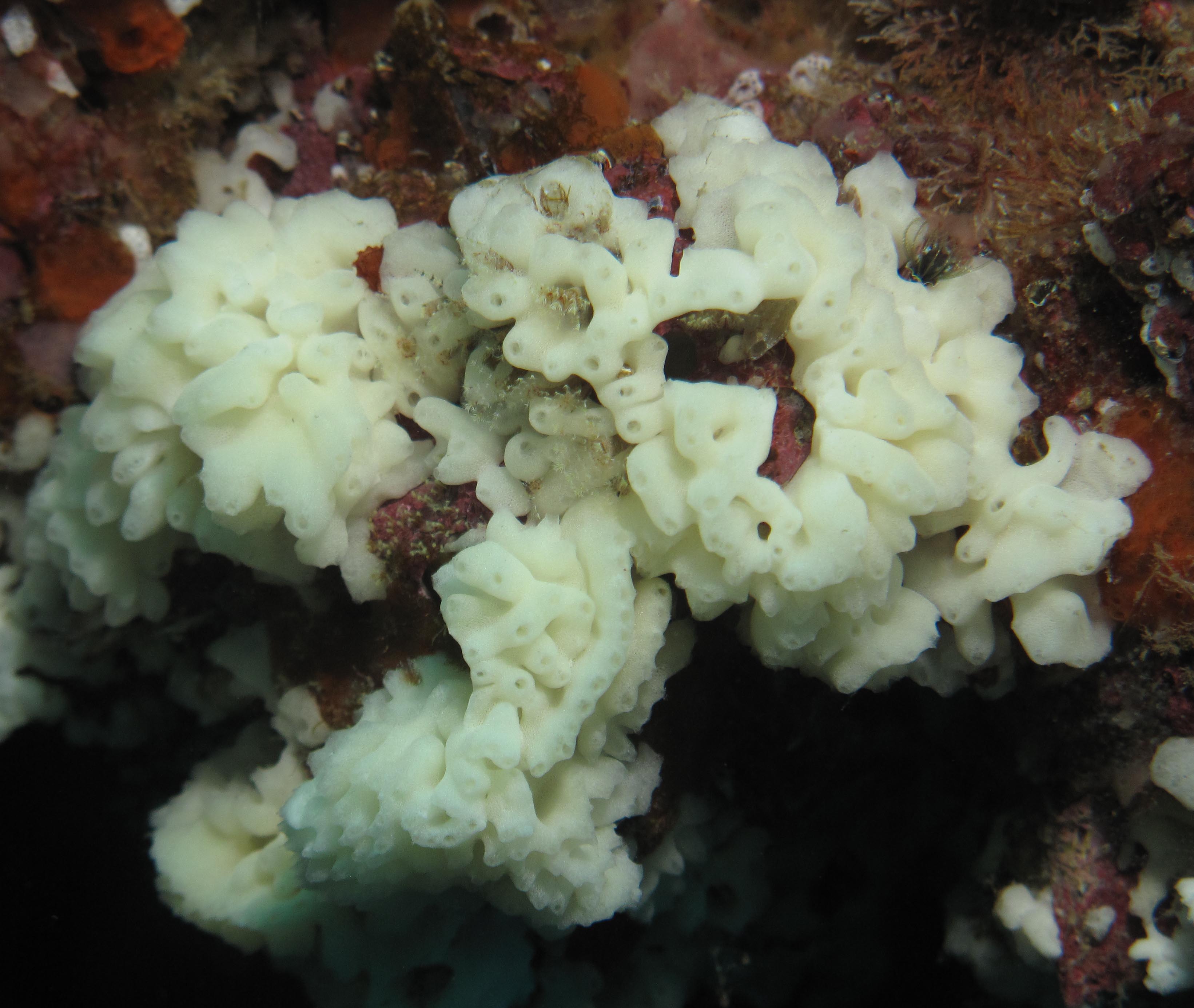 World Porifera Database