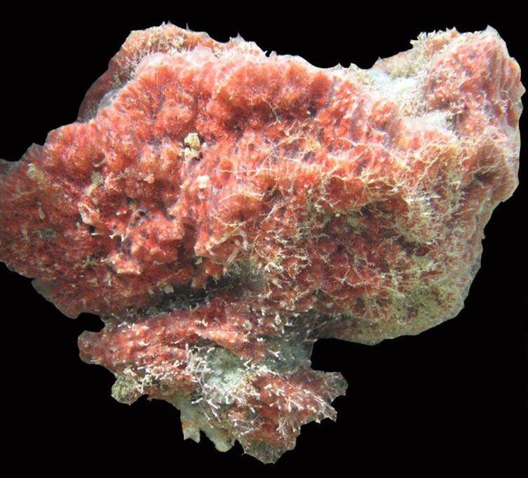 World Porifera Database