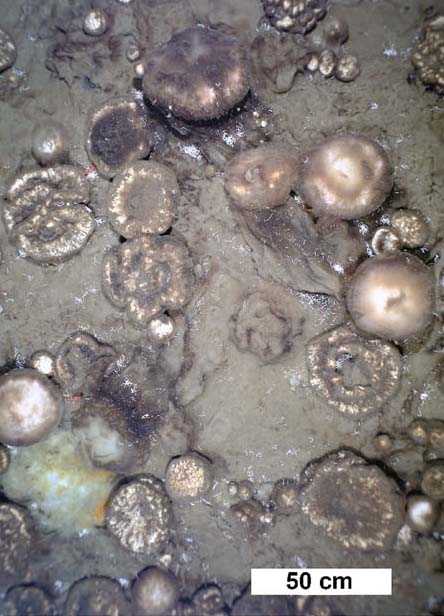 World Porifera Database