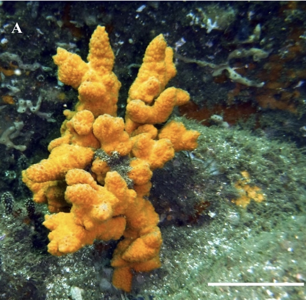 World Porifera Database