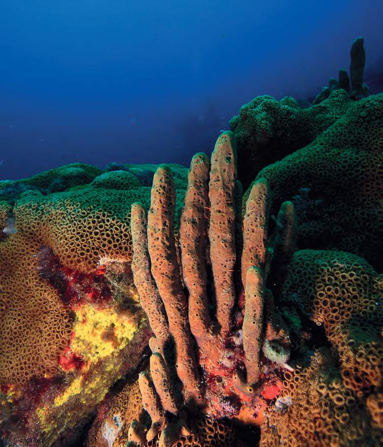 World Porifera Database