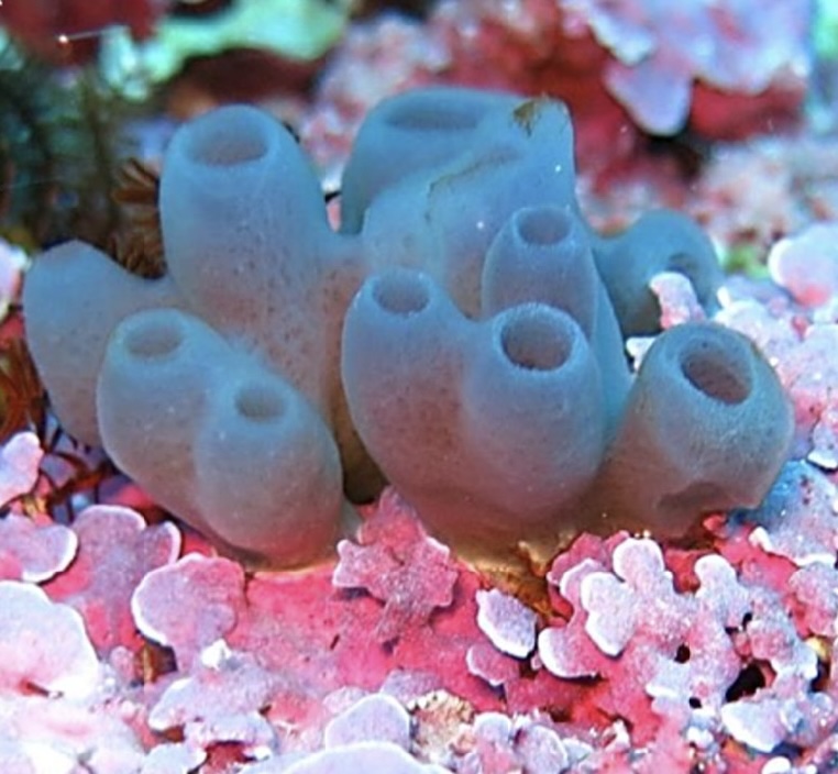 World Porifera Database
