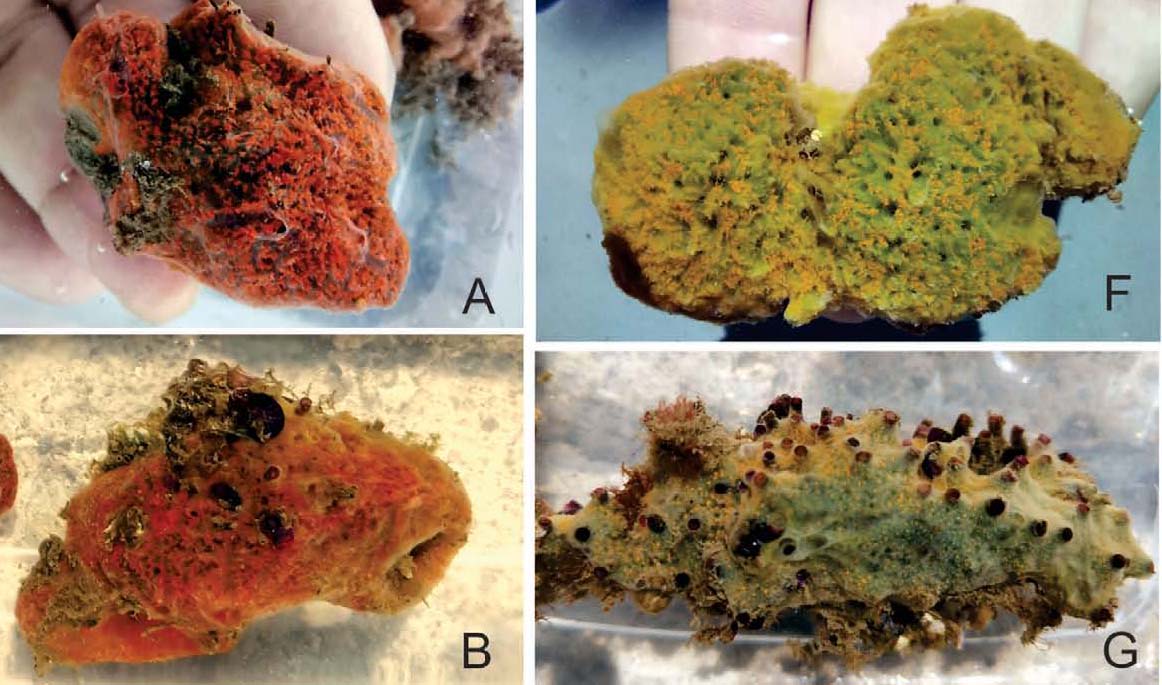 World Porifera Database