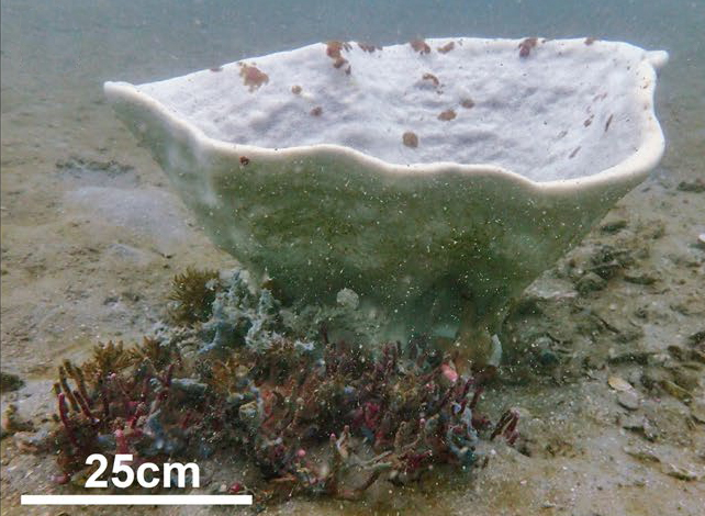 World Porifera Database