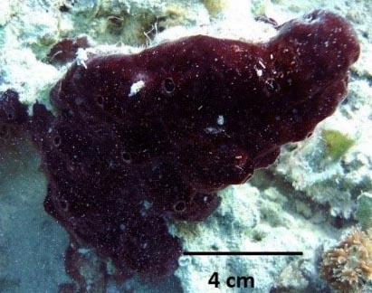 World Porifera Database