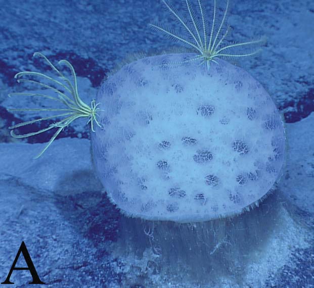 World Porifera Database