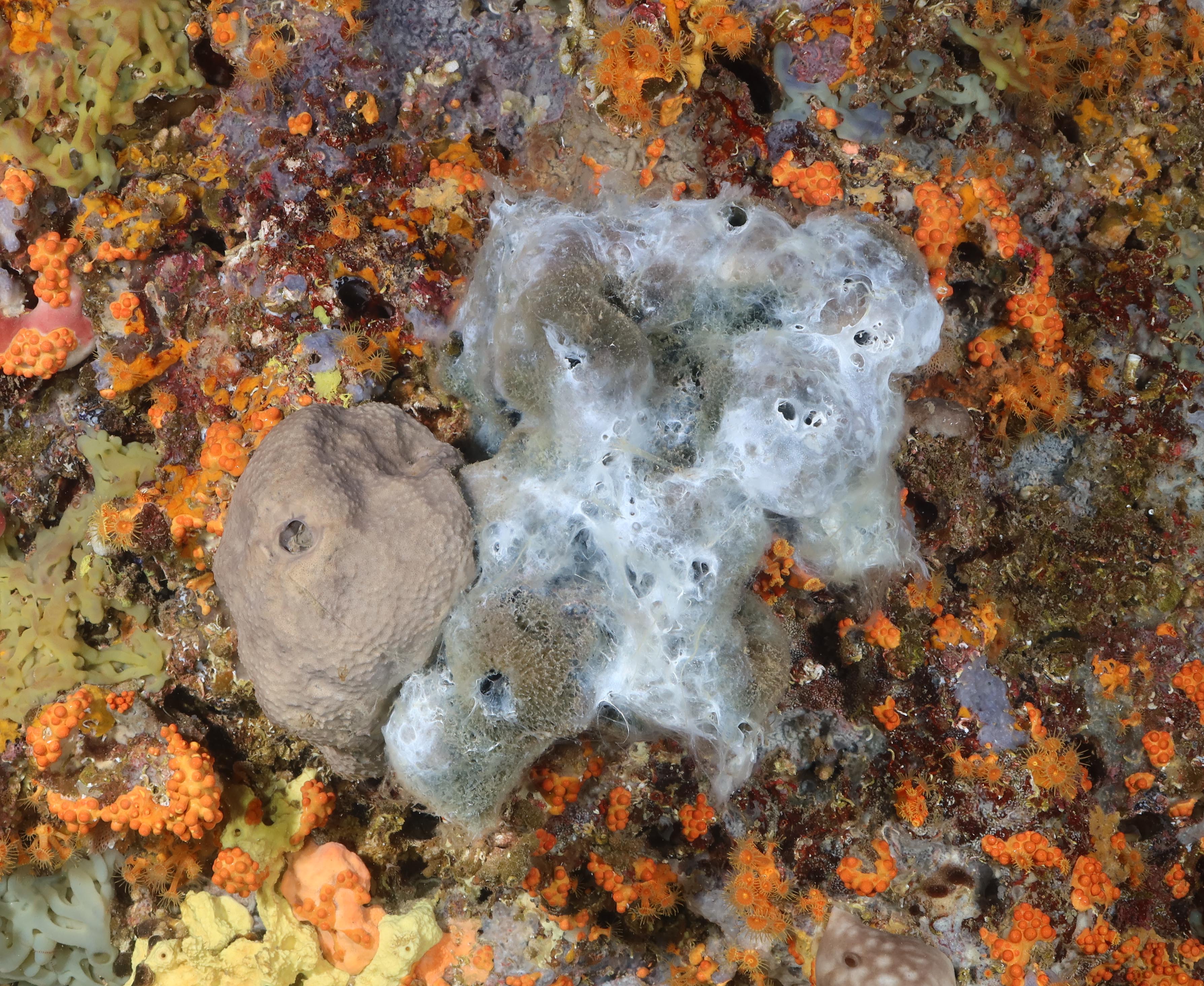 World Porifera Database