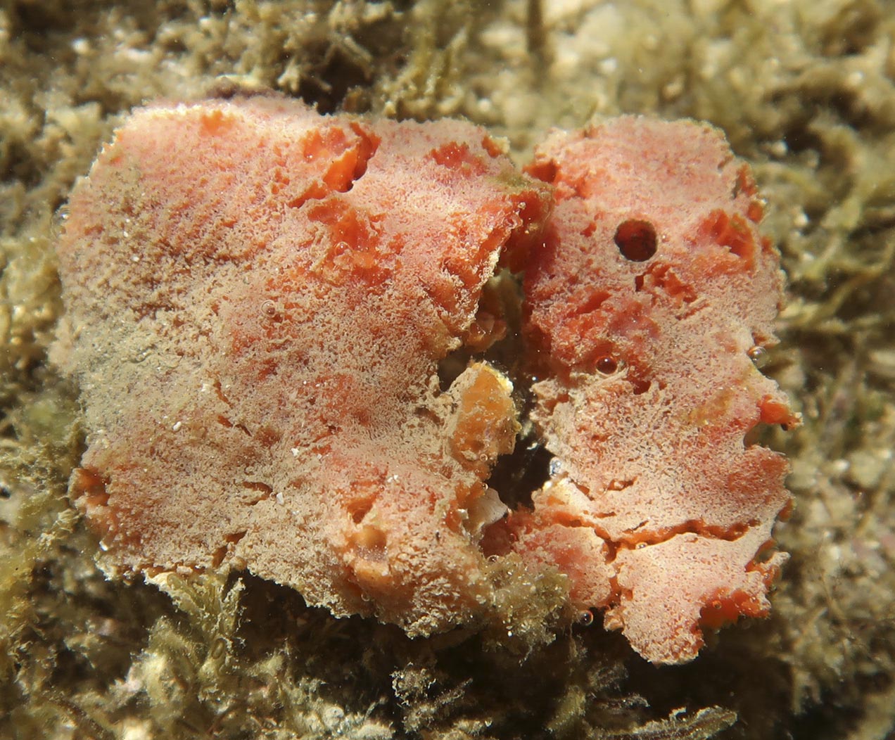 World Porifera Database