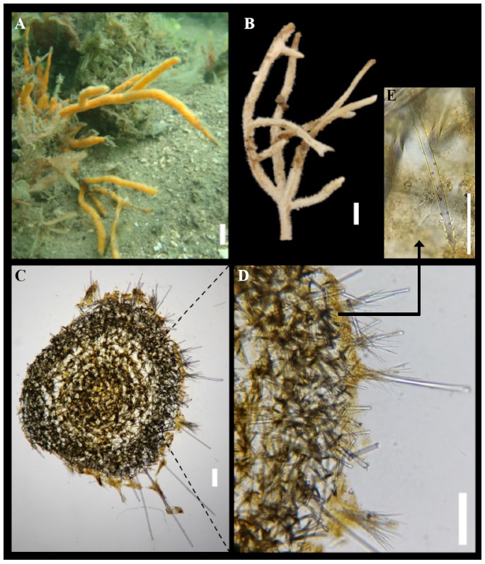 World Porifera Database