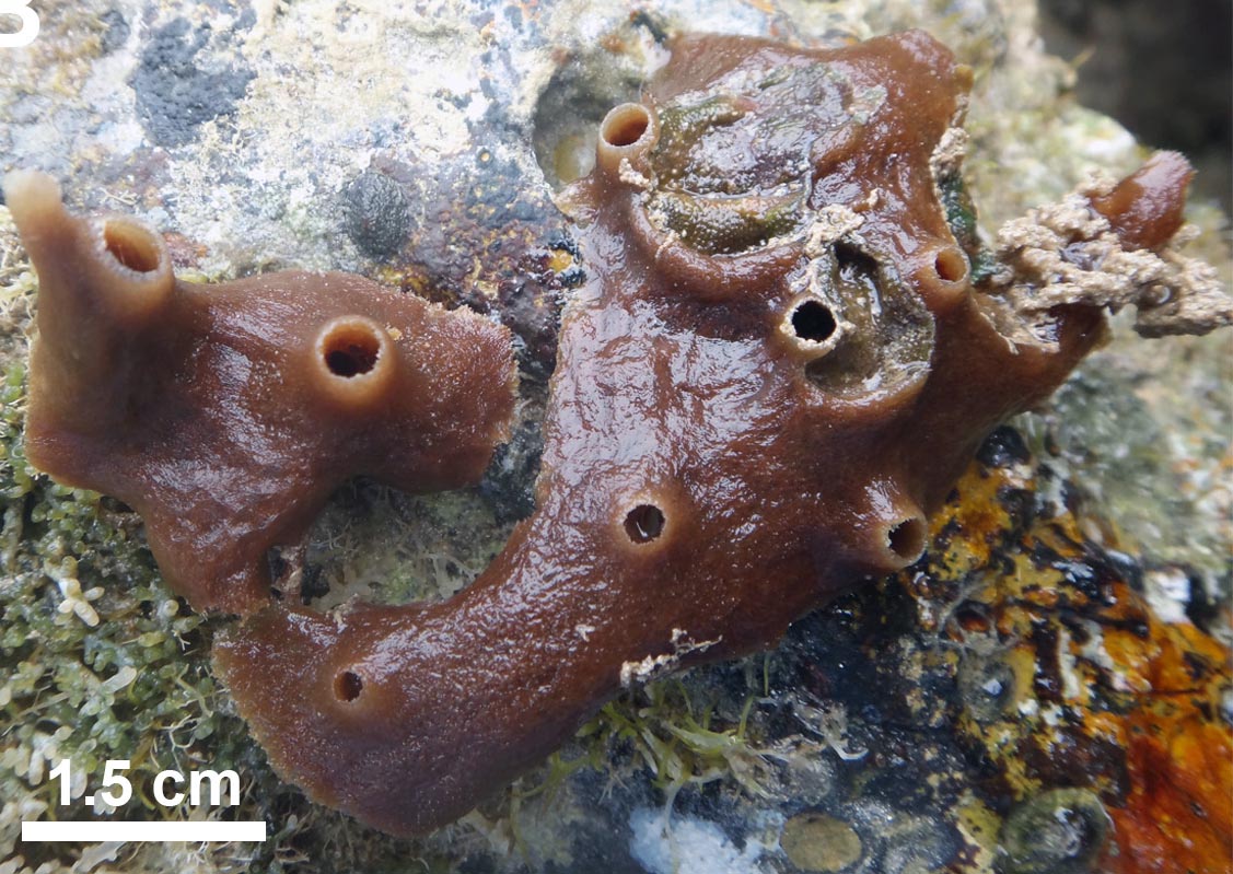 World Porifera Database