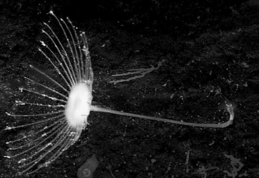 World Porifera Database