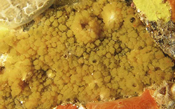 World Porifera Database