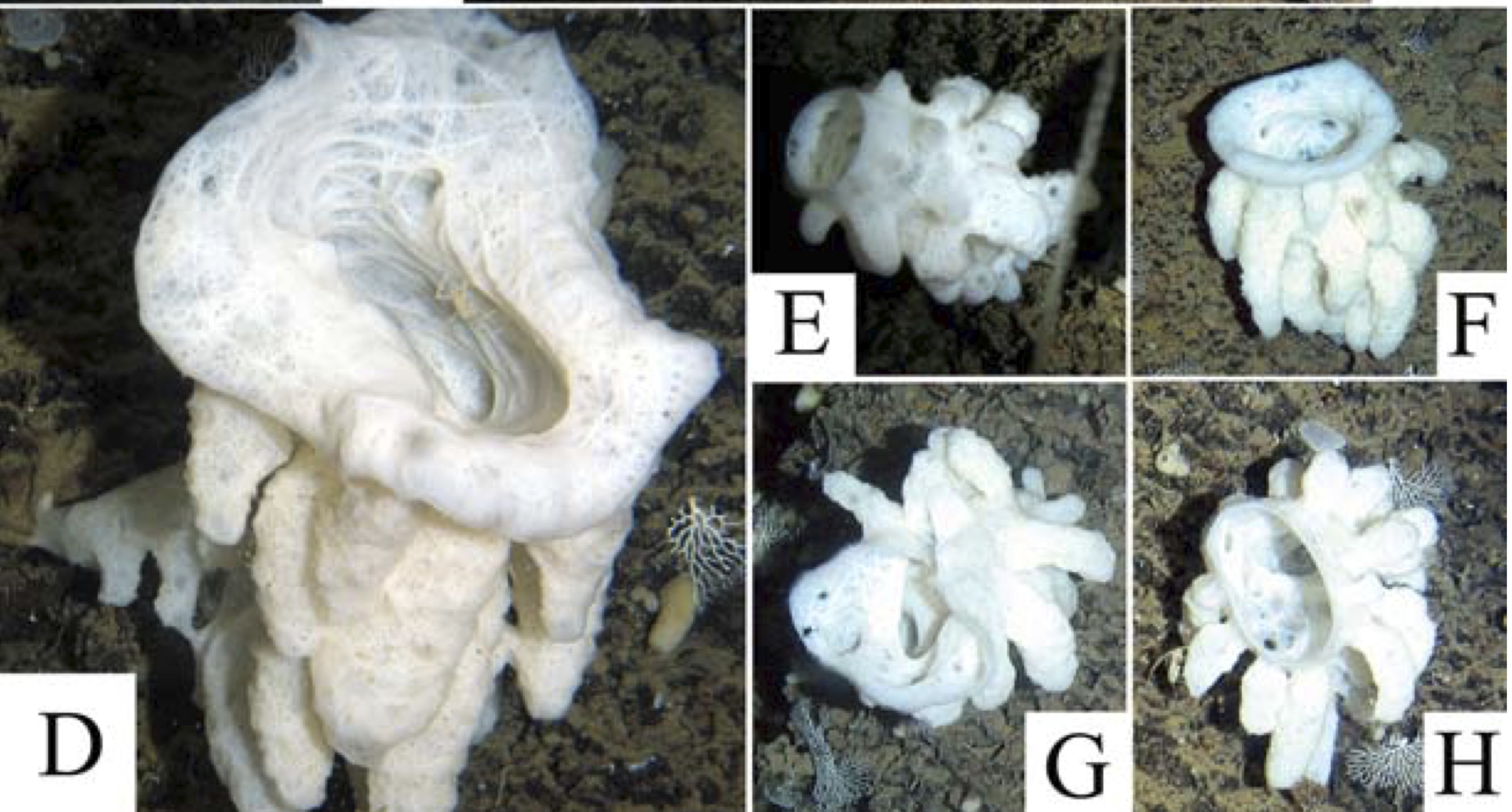 World Porifera Database