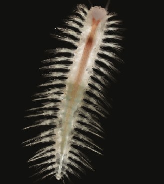 World Register of marine Cave Species (WoRCS)